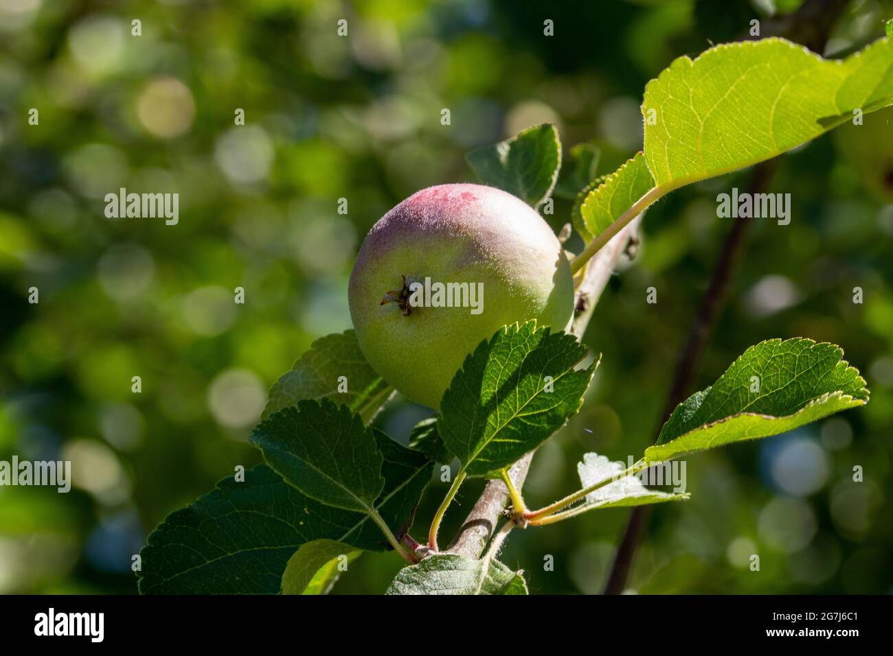 Closeup shot of an apple on the tree Stock Photo - Alamy