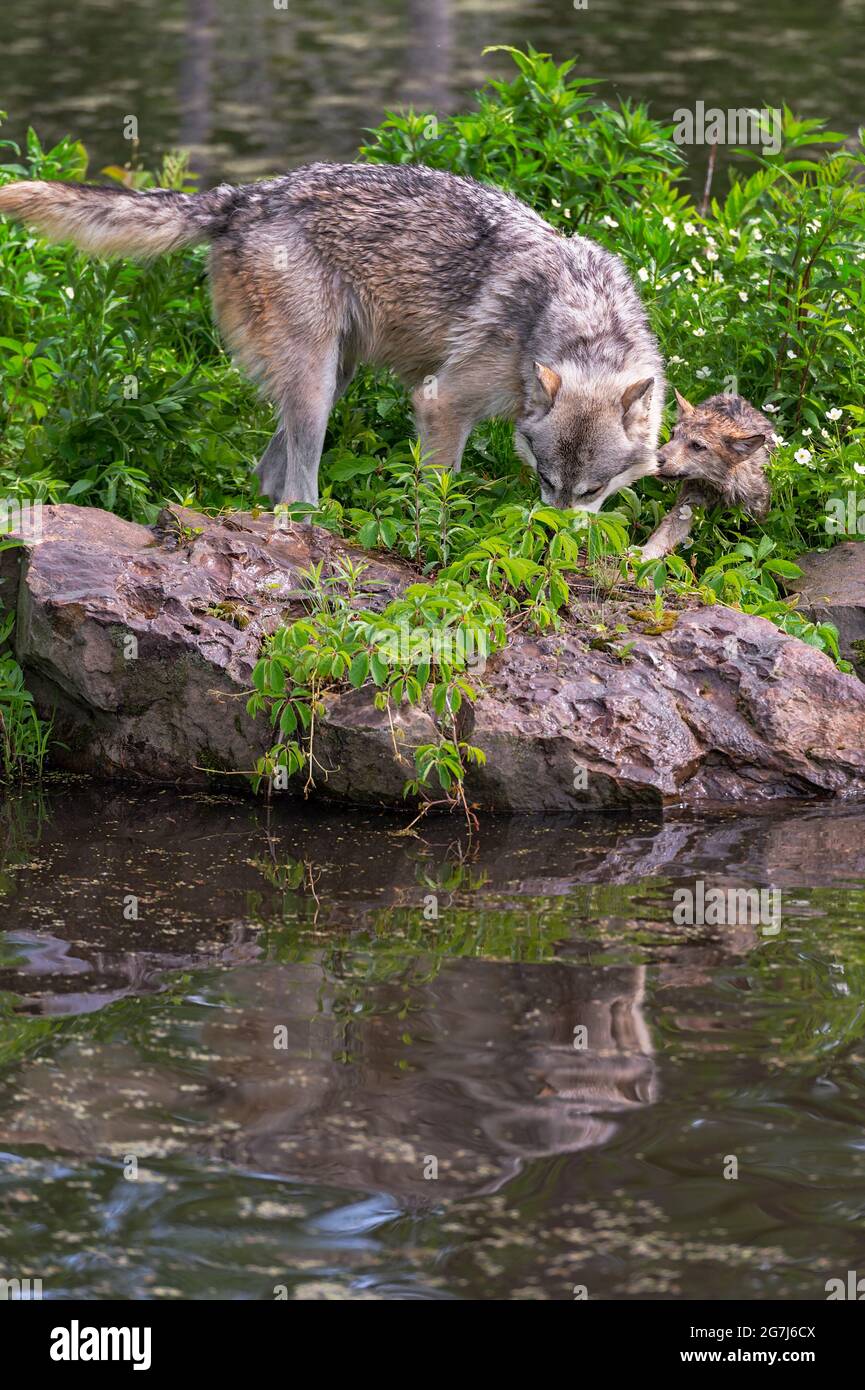 Grey Wolf (Canis lupus) Pup Sniffs at Sniffing Adult Reflected Summer ...