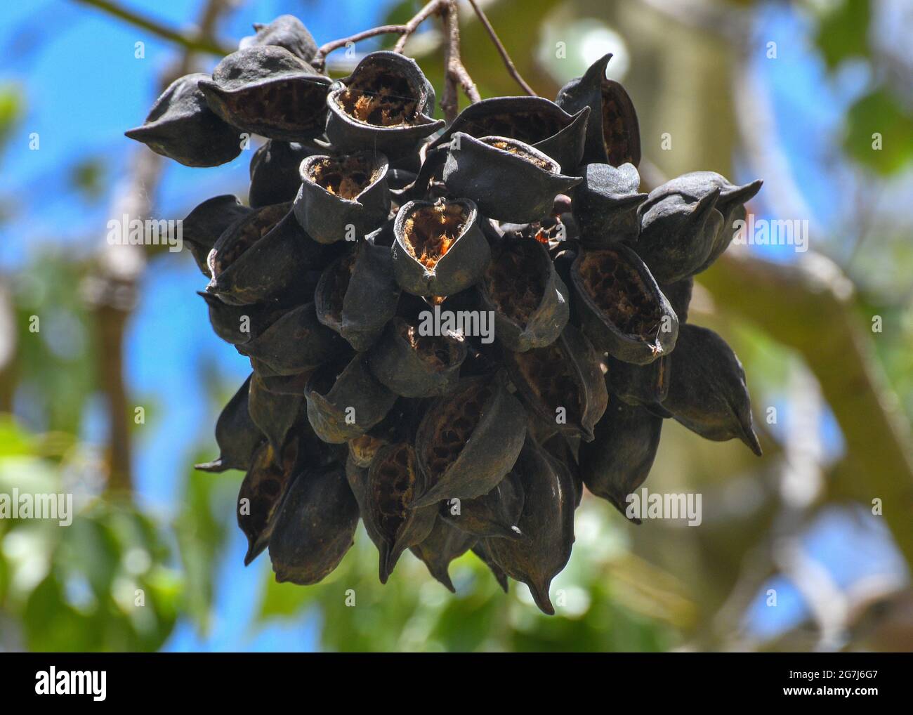 Empty cotton field hi-res stock photography and images - Alamy
