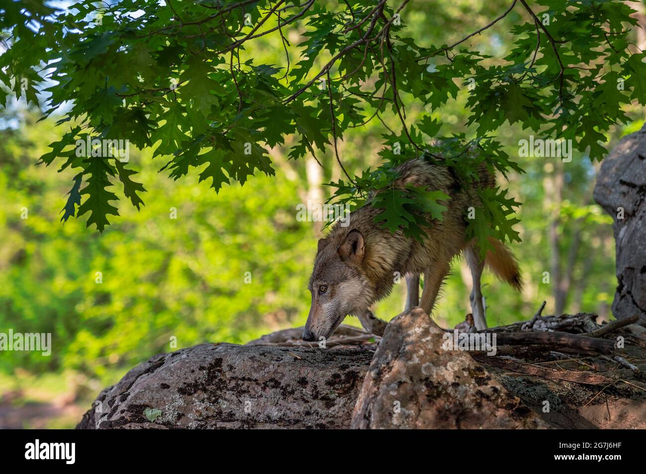 Grey Wolf (Canis lupus) Walks Along Rocks Under Tree Leaves Summer ...