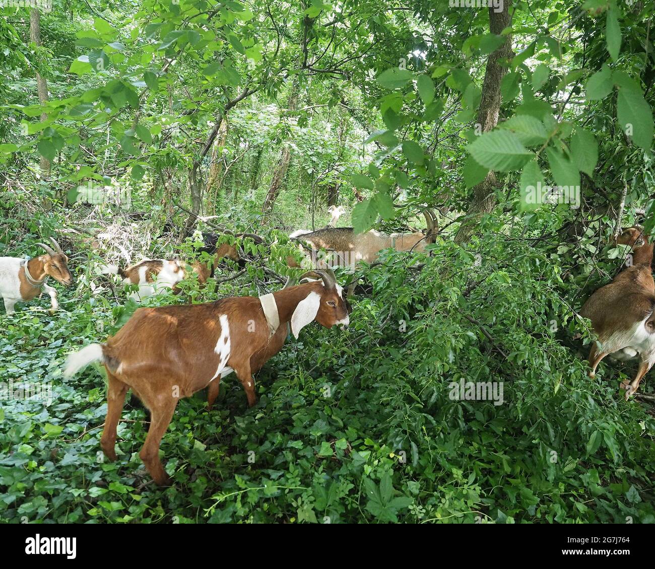 New York, New York, USA. 14th July, 2021. 24 goats participated in the ...