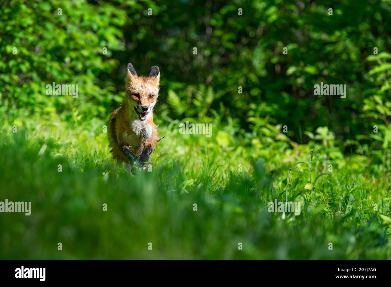 Red Fox (Vulpes vulpes) Adult Runs Forward Through Grass Summer ...