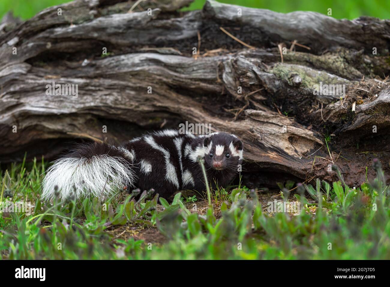 Eastern Spotted Skunk (Spilogale putorius) Turns in Front of Log Summer ...
