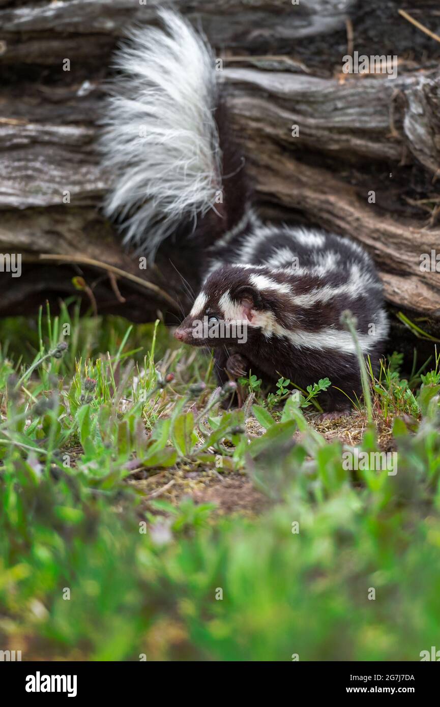 Eastern Spotted Skunk (Spilogale putorius) Turns Around Tail Lifted in ...