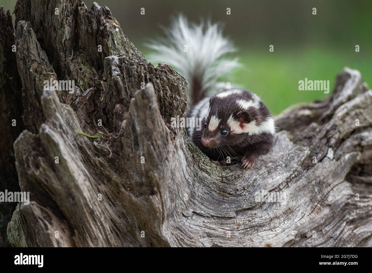 Eastern Spotted Skunk (Spilogale putorius) Peers Over Log Tail Lifted ...