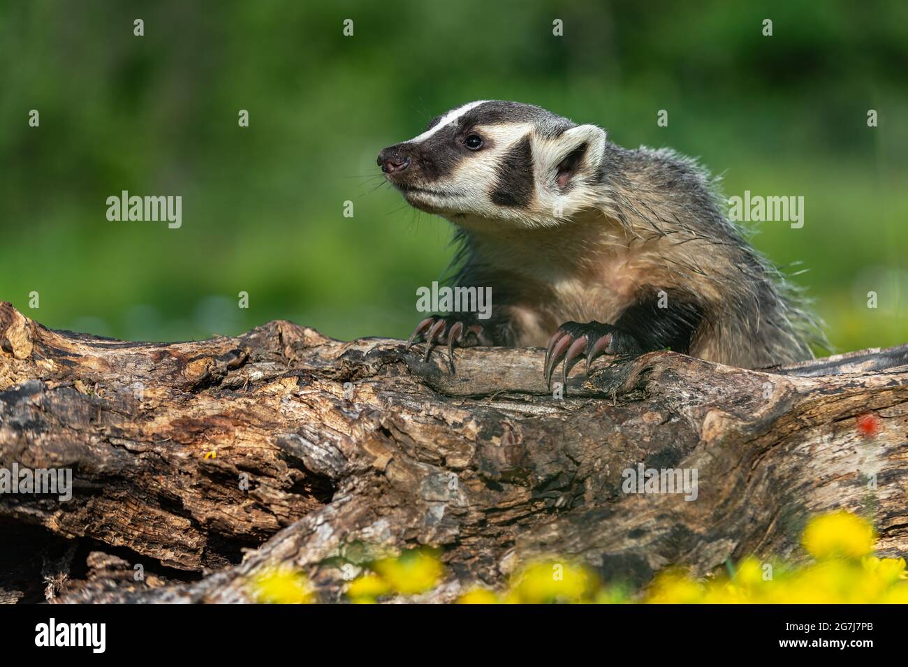 North American Badger (Taxidea taxus) Looks Left Atop Log Claws Exposed ...