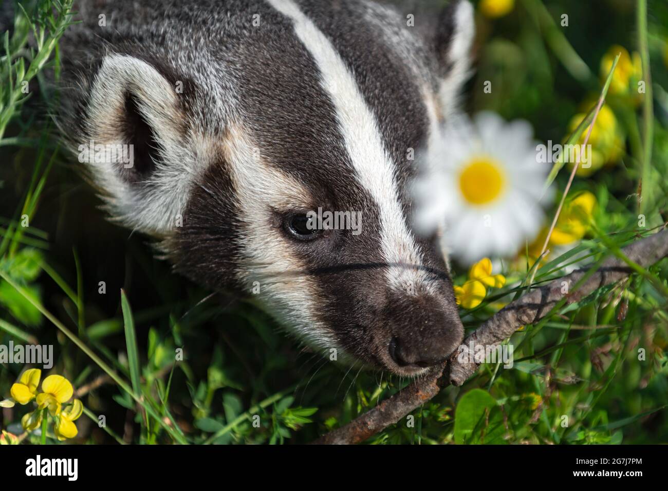 Badger Close Up High Resolution Stock Photography and Images - Alamy