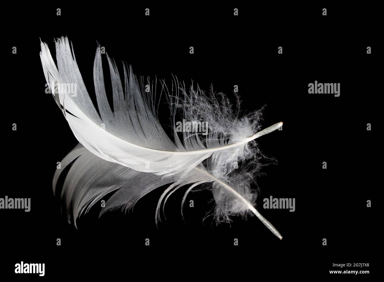 Single white feather and its reflection on black background Stock Photo ...
