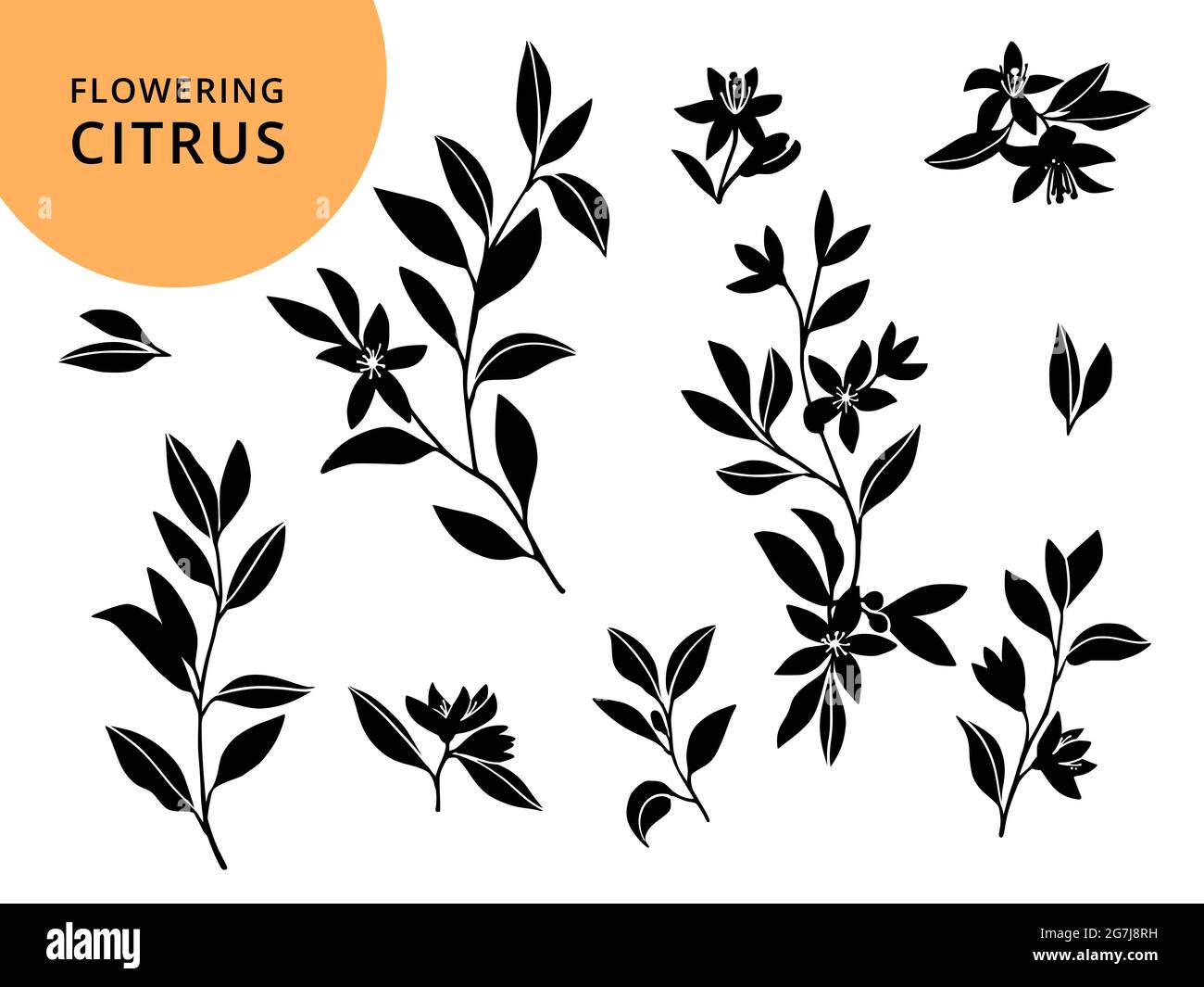 Flowering citrus bloom Stock Vector Image & Art - Alamy