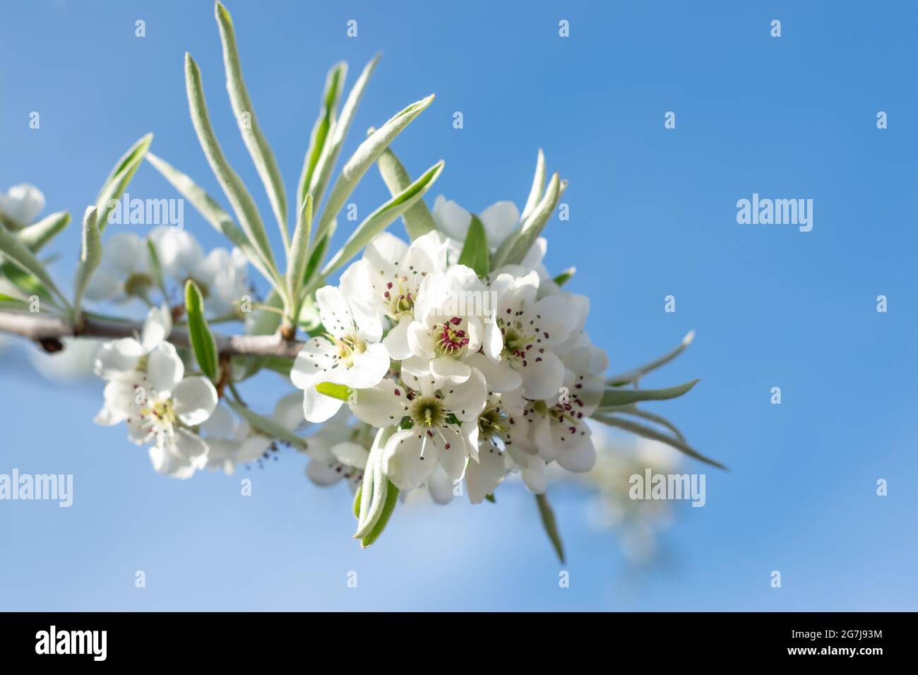 Spring blossom of the weeping silver pear tree, white flowers of willow ...