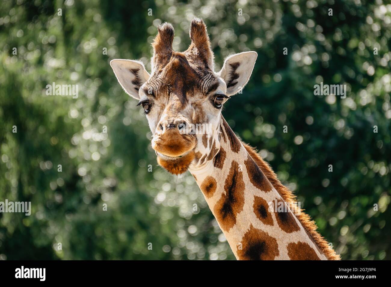 Rothschild giraffe in ZOO.Giraffe in front of green trees looking in to ...