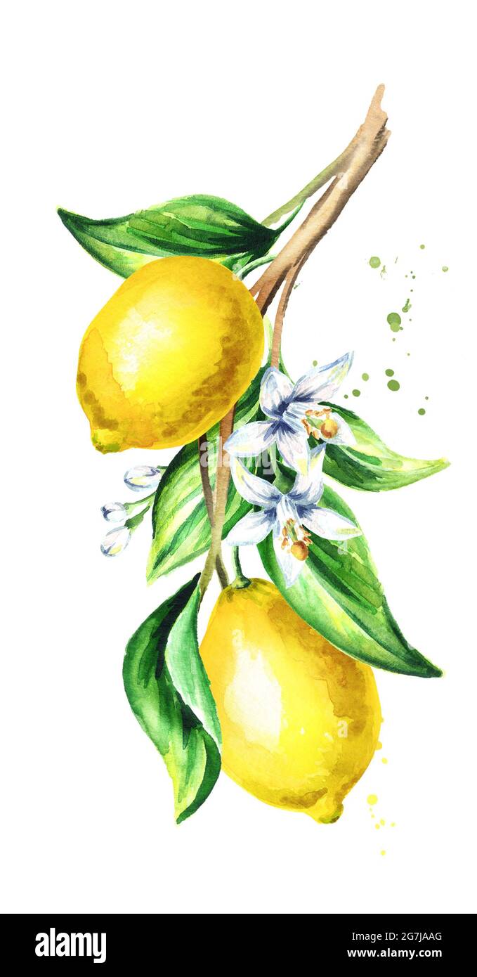 Lemon branch with fruit and leaves. Watercolor hand drawn vertical ...