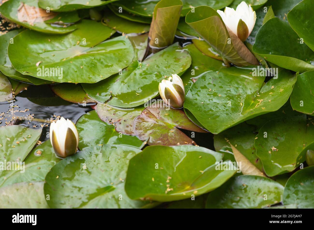 water lilies opening up in the rain Stock Photo - Alamy