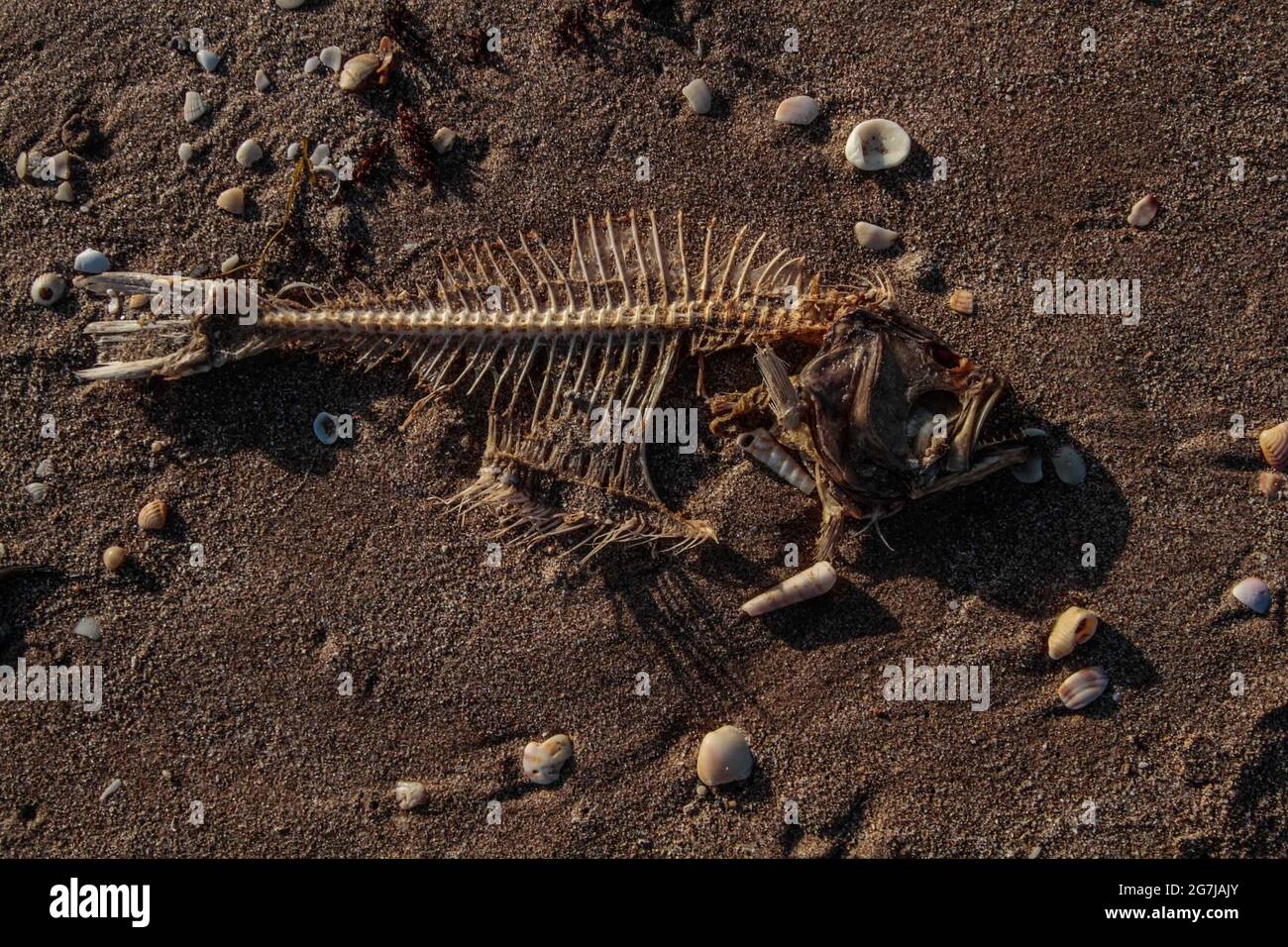 skeleton of Dead fish on the sand of old Kino. food or sea food. ocean ...