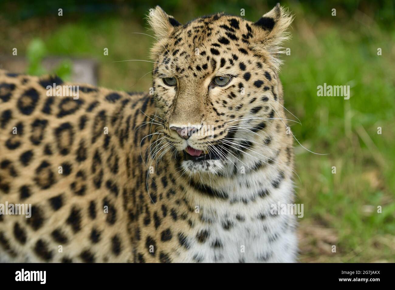 Amur Leopard or Panthera pardus orientalis Stock Photo - Alamy