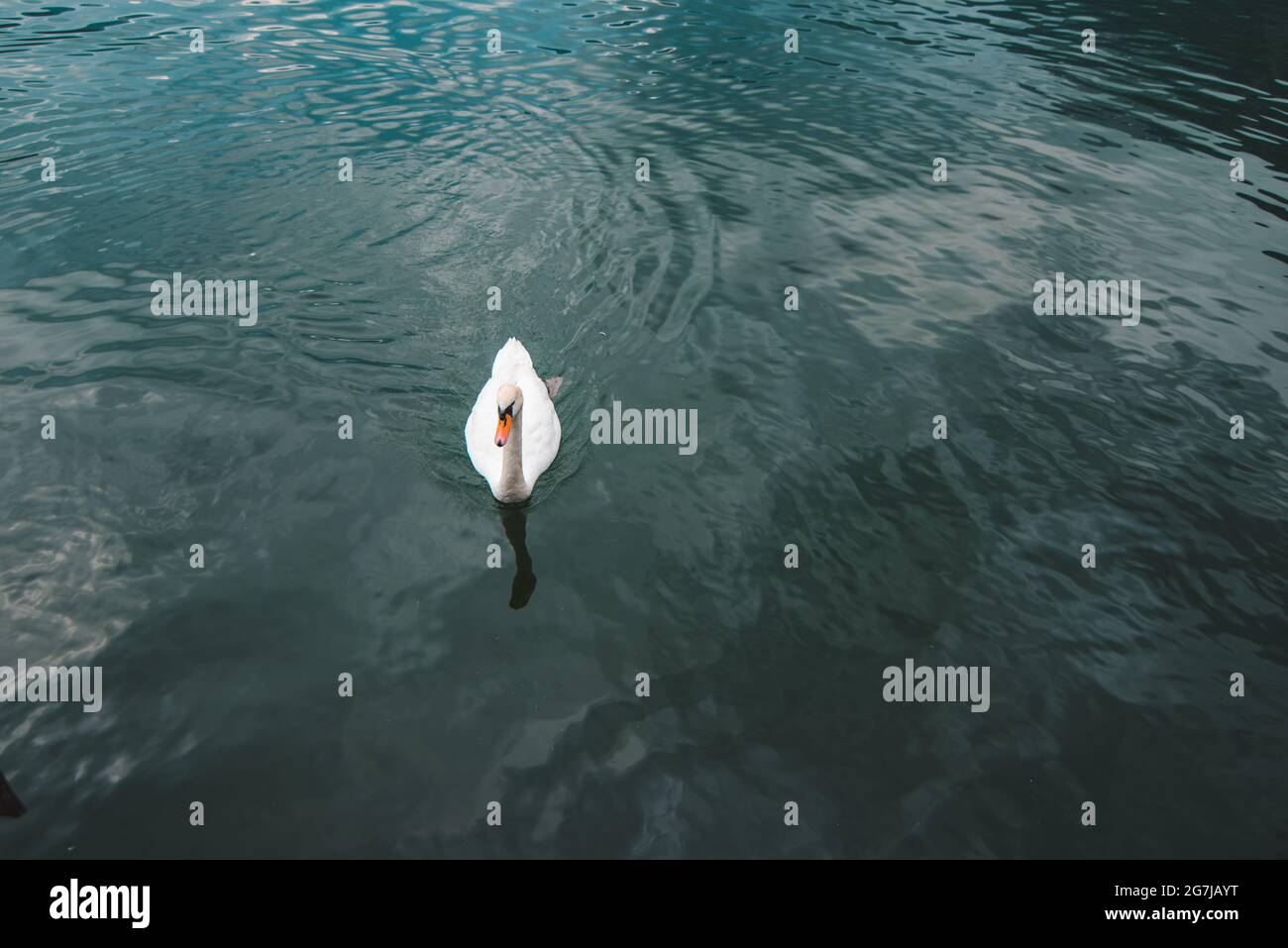 floating white swan in clear blue water close up Stock Photo - Alamy