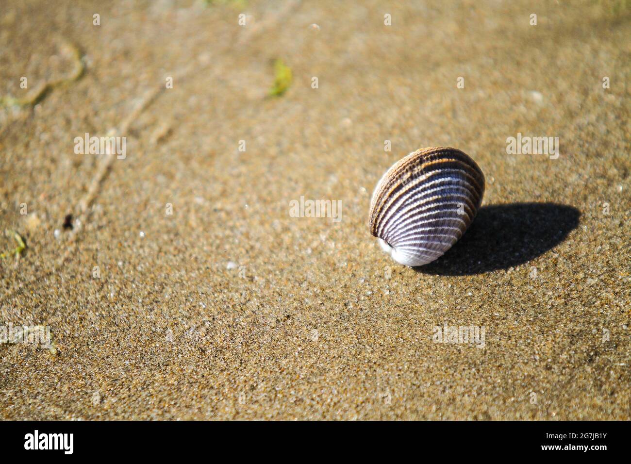 Concha de crustáceo hi-res stock photography and images - Alamy