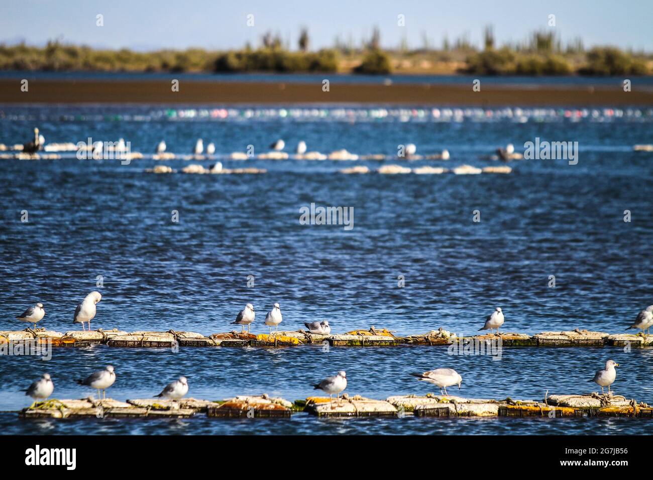 Aves en el mar hi-res stock photography and images - Alamy