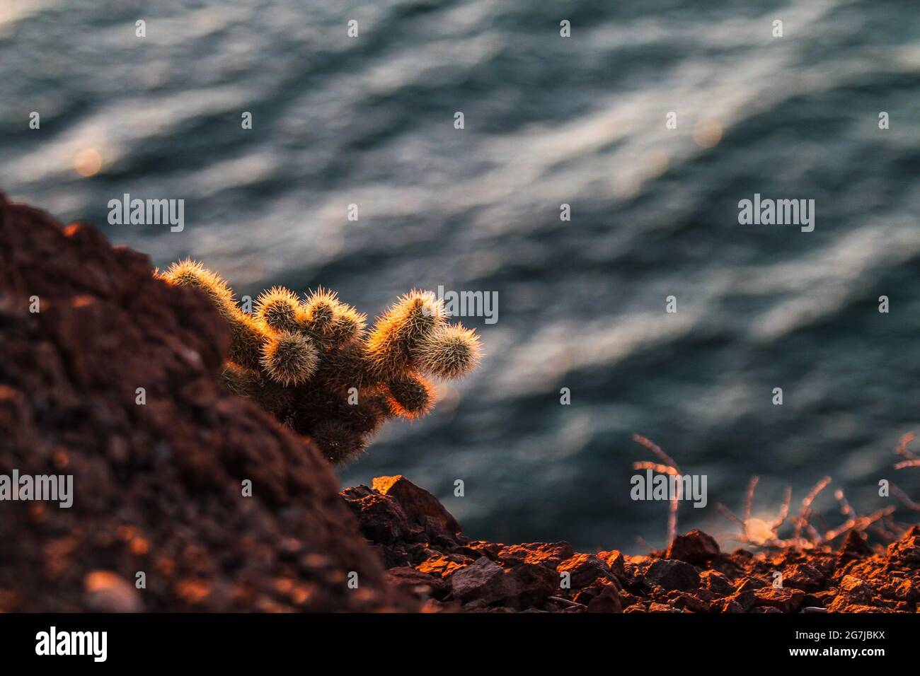 Choya en el paisaje del mar al atardecer en la bahia de Kino en ...