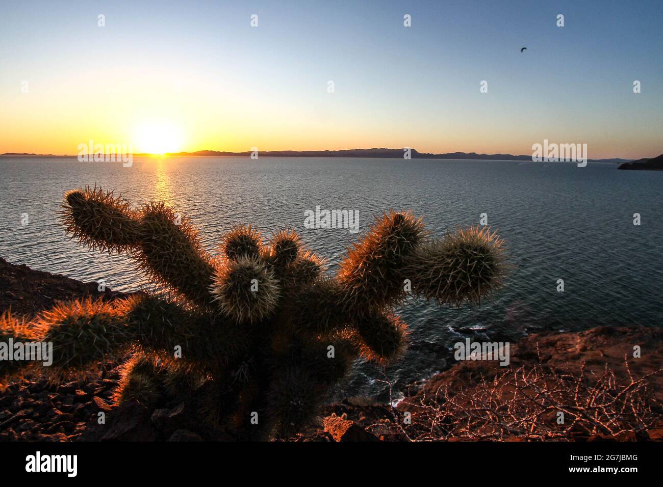 Choya en el paisaje del mar al atardecer en la bahia de Kino en ...