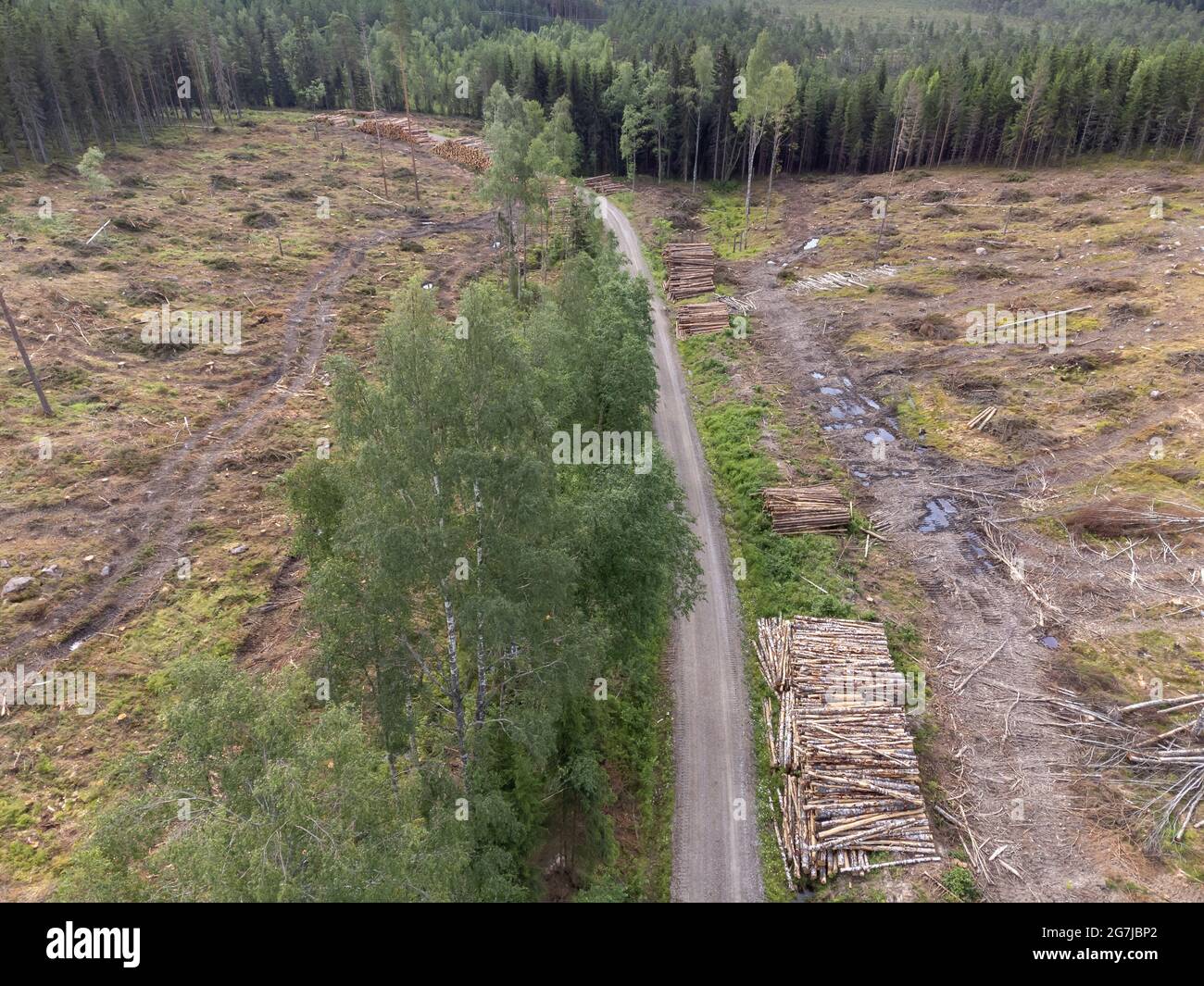 Deforestation, newly cut down forest, clear felled area in Sweden Stock ...