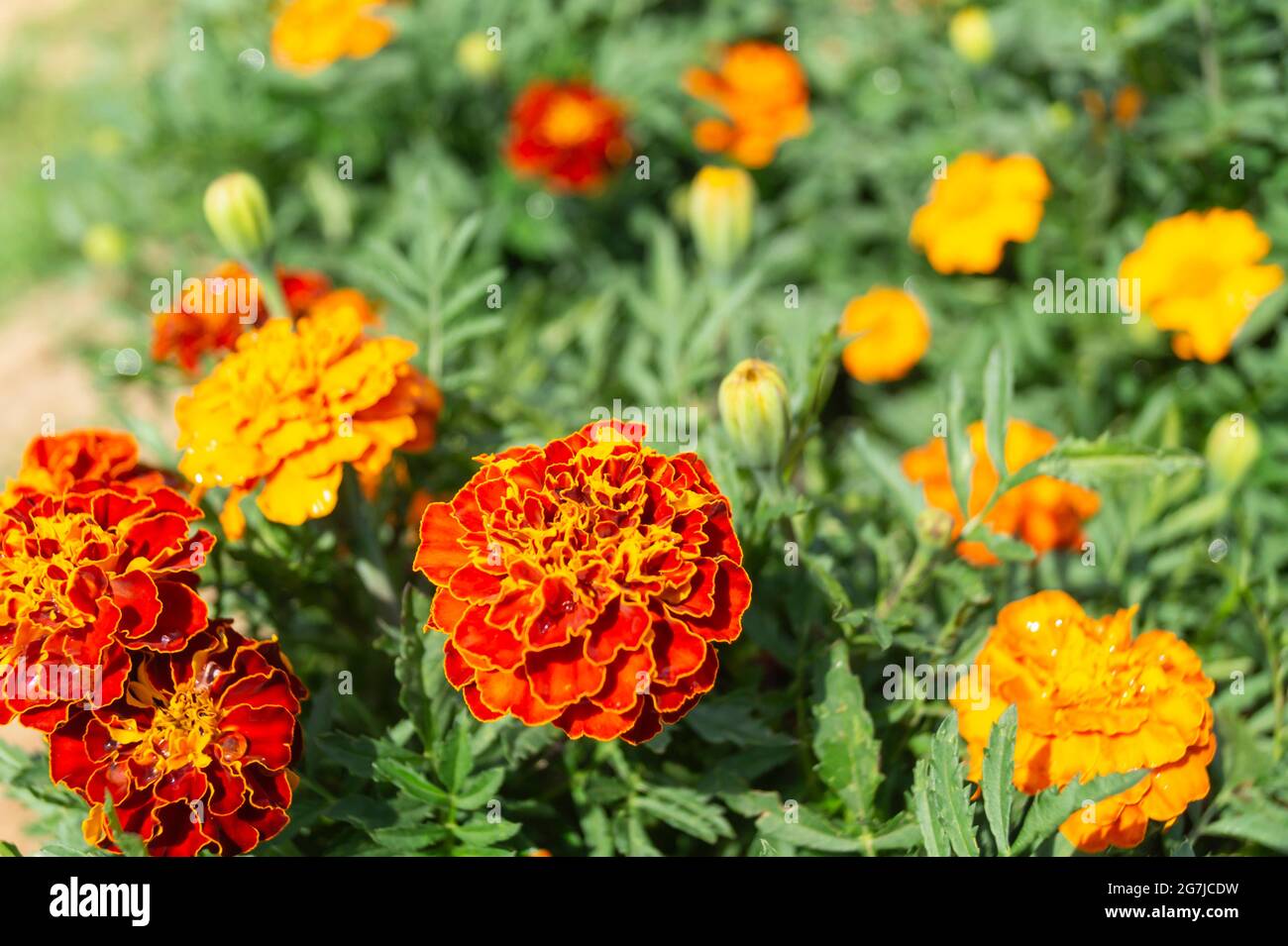 Marigold texture hi-res stock photography and images - Alamy