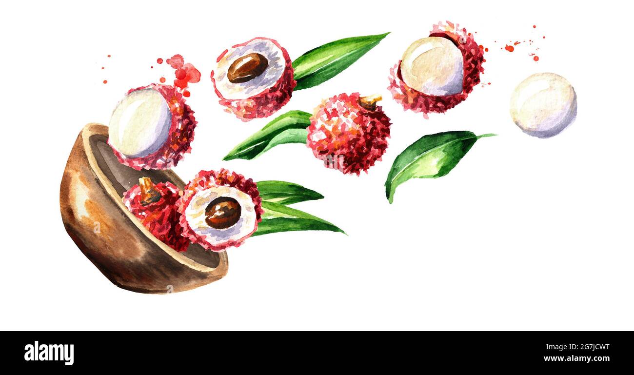 Bowl with ripe lychee. Watercolor hand drawn horizontal illustration ...