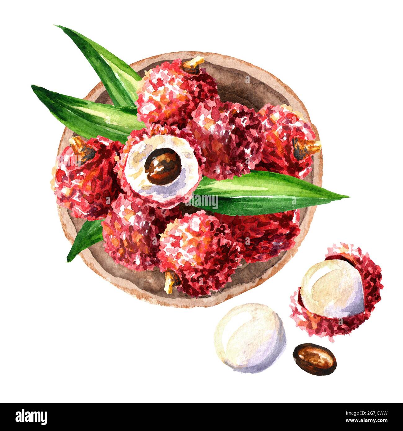 Bowl with ripe lychee. Top view. Watercolor hand drawn illustration ...