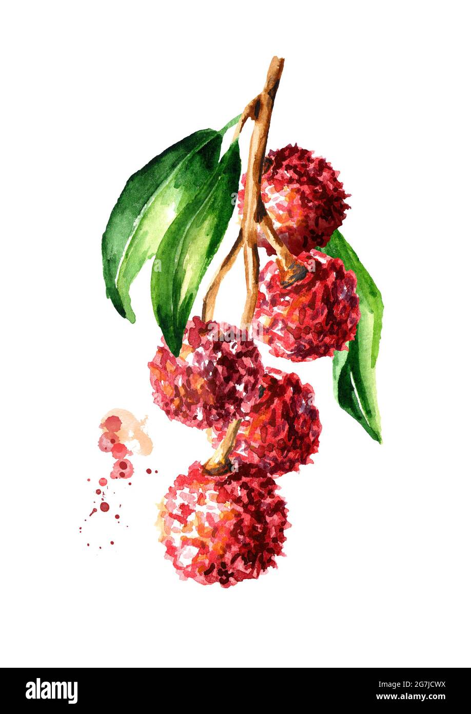 Fresh lychees on the branch with leaves. Watercolor hand drawn ...