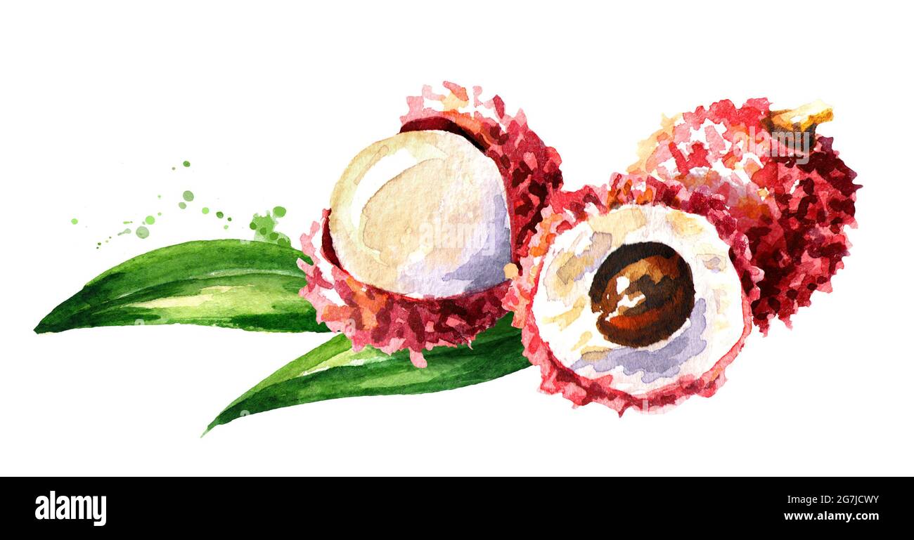Fresh lychee. Watercolor hand drawn illustration, isolated on white ...