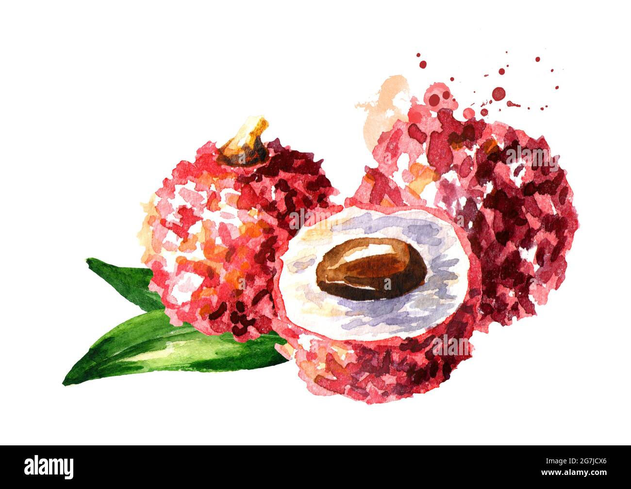 Fresh lychee fruits. Watercolor hand drawn illustration, isolated on ...