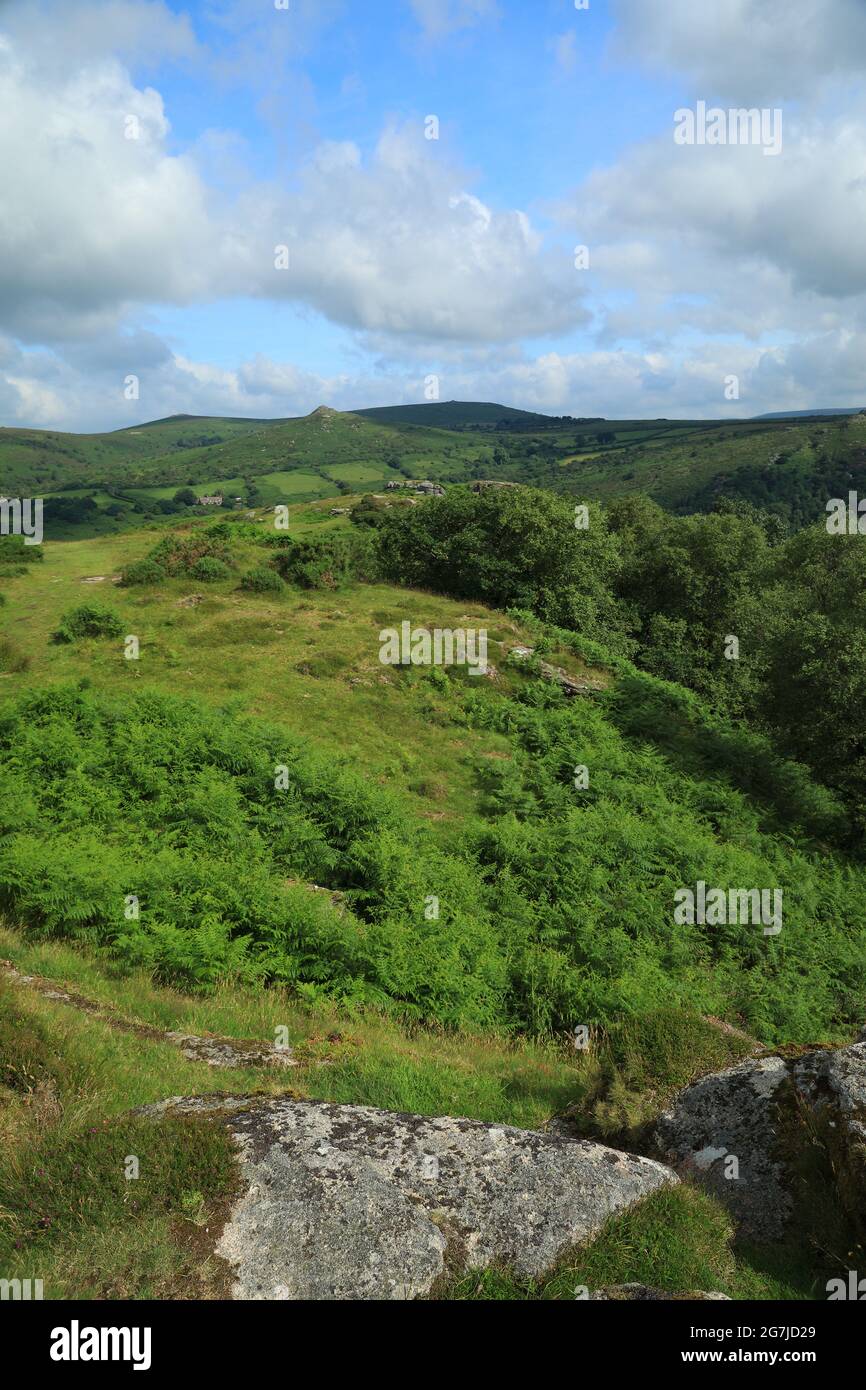 Summer view Bench tor towards Sharp tor, Dartmoor National Park, Devon ...