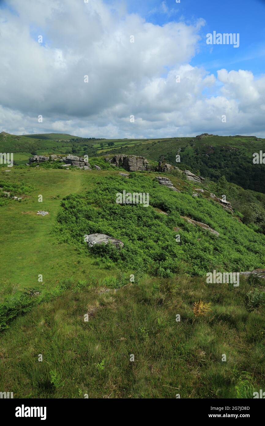 Summer view Bench tor towards Sharp tor, Dartmoor National Park, Devon ...