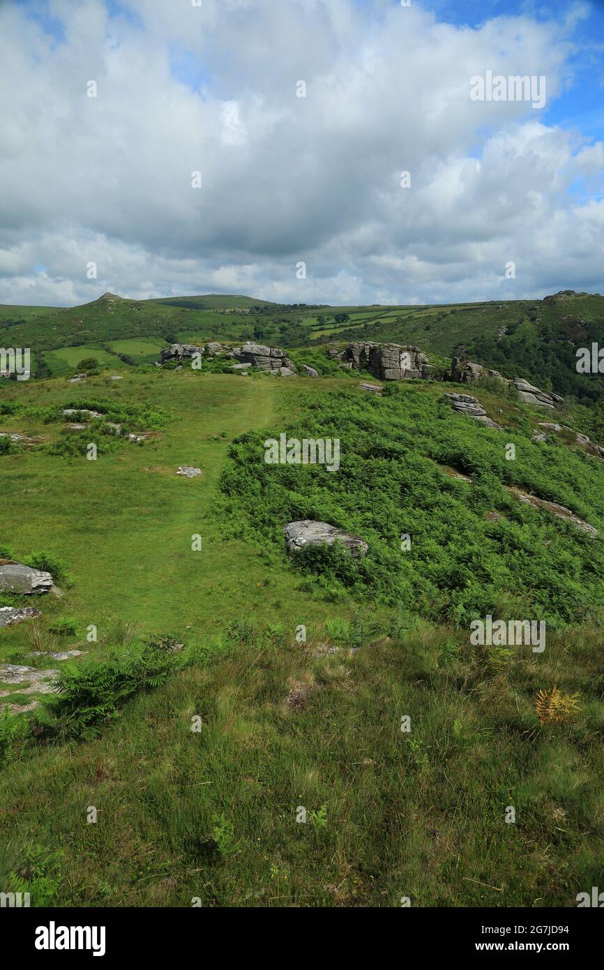 Summer view Bench tor towards Sharp tor, Dartmoor National Park, Devon ...