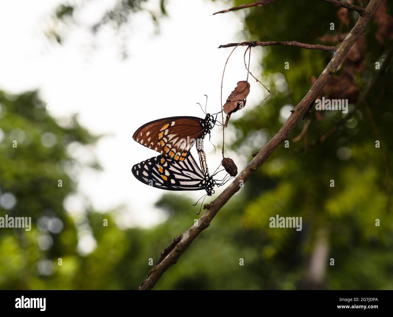 Seasons of india hi-res stock photography and images - Alamy