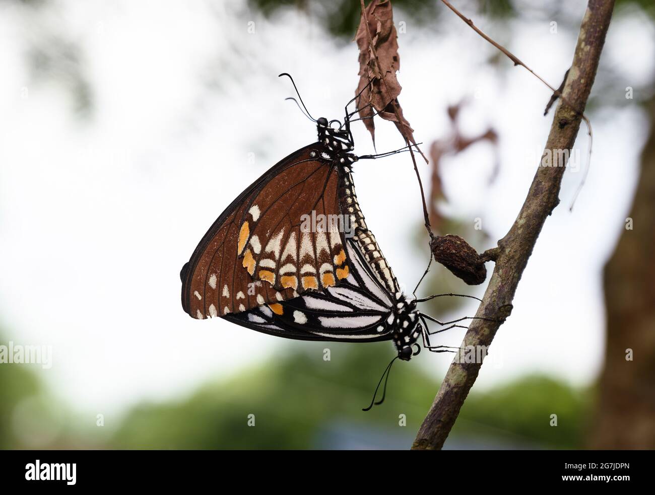 Butterfly seasons hi-res stock photography and images - Alamy