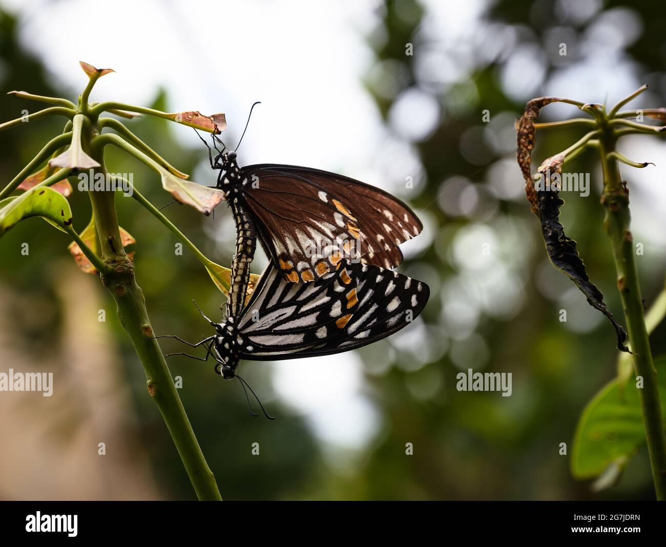 India seasons hi-res stock photography and images - Alamy
