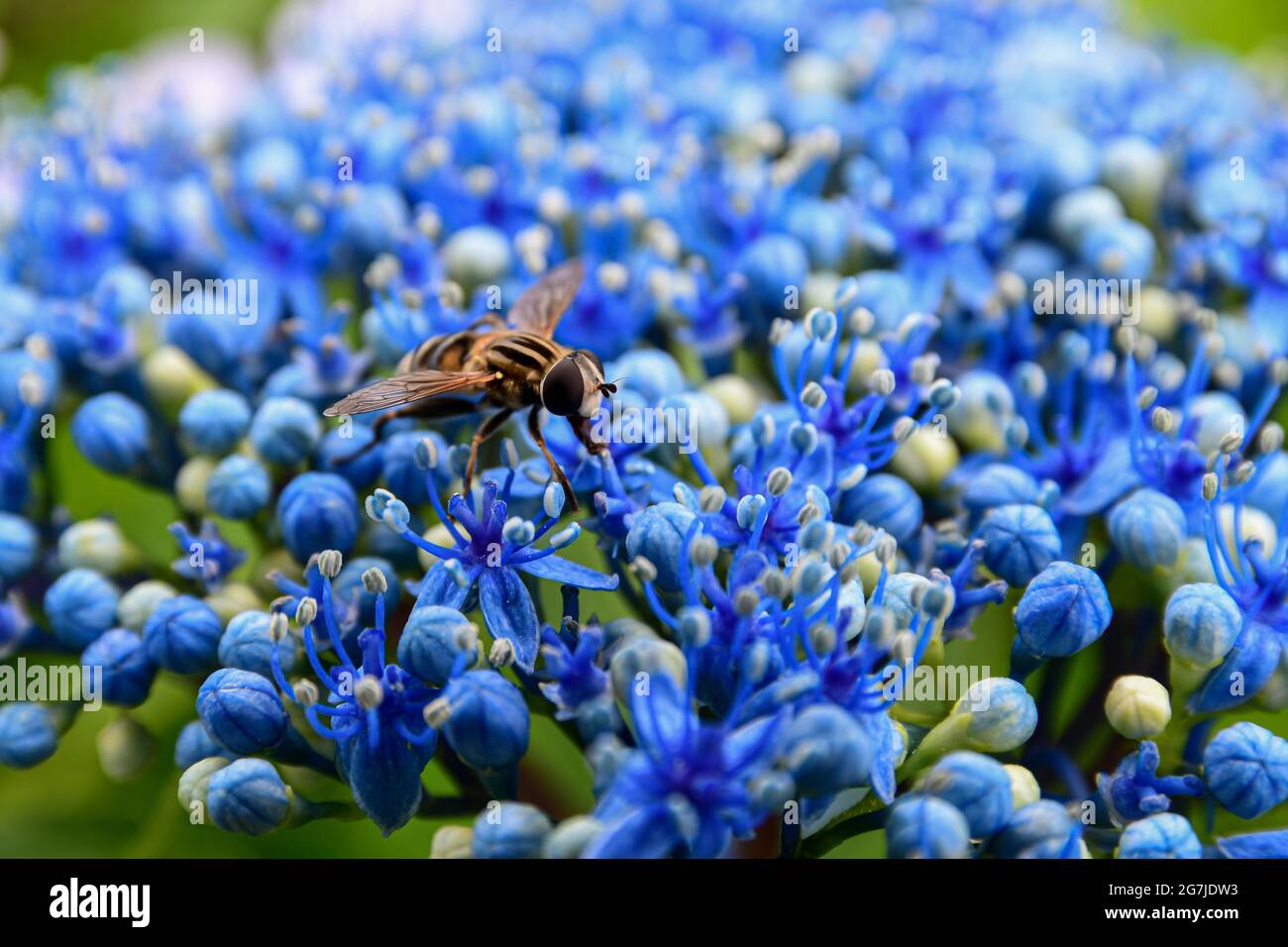 Bee pollinating blue flowers Stock Photo - Alamy