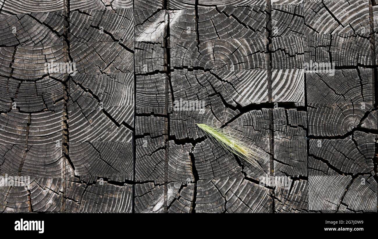black wood texture Stock Photo - Alamy