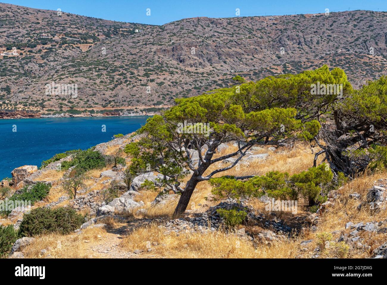 Mountainous olive tree's hi-res stock photography and images - Alamy