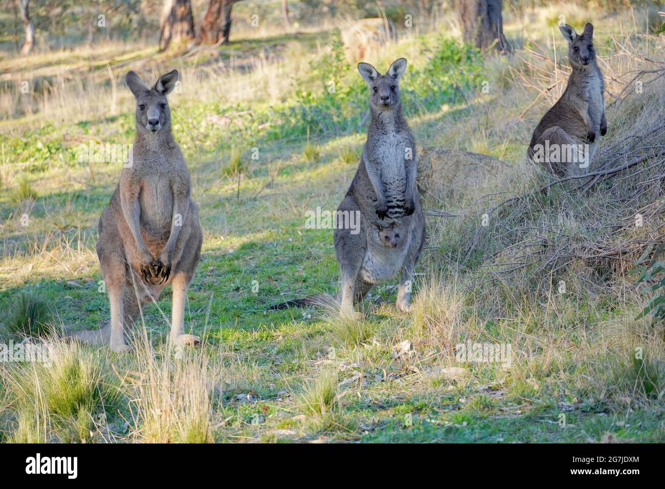 Eastern grey kangaroo Stock Photo - Alamy