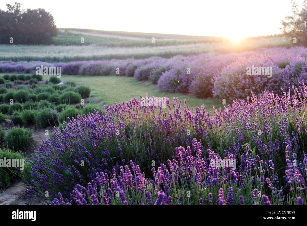 lavender plain at sunset Stock Photo - Alamy