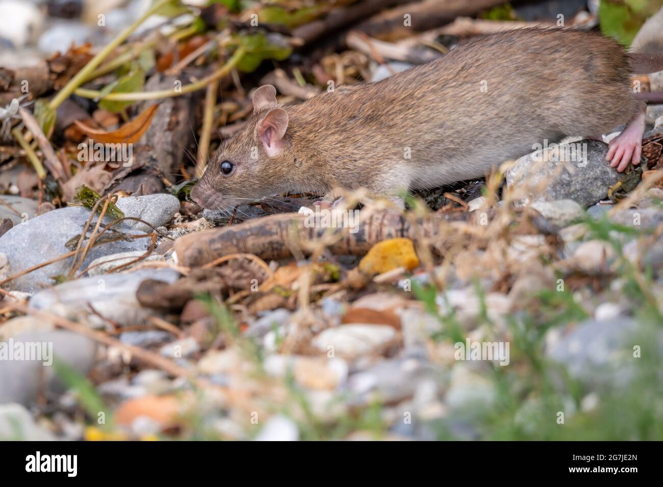 Brown rat. Rattus norvegicus. Common rodent foraging. Wildlife Stock ...
