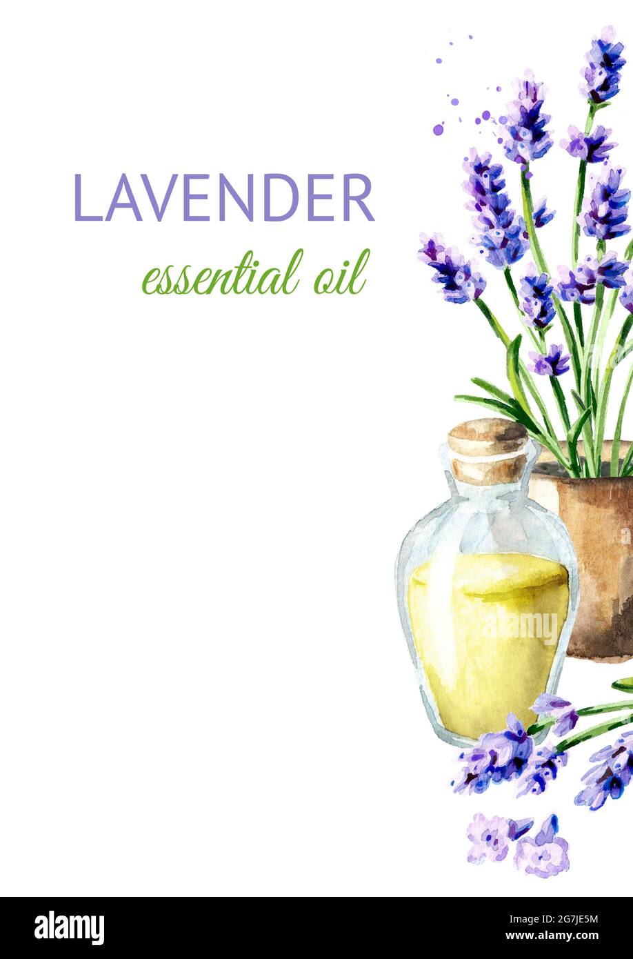 Lavender essential oil background. Watercolor hand drawn isolated ...