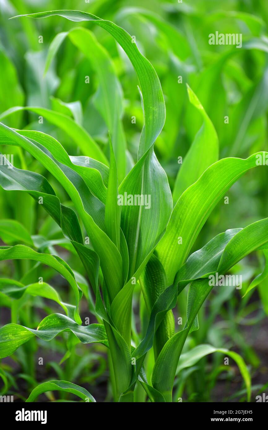 Young corn leaves grow in a garden bed Stock Photo - Alamy
