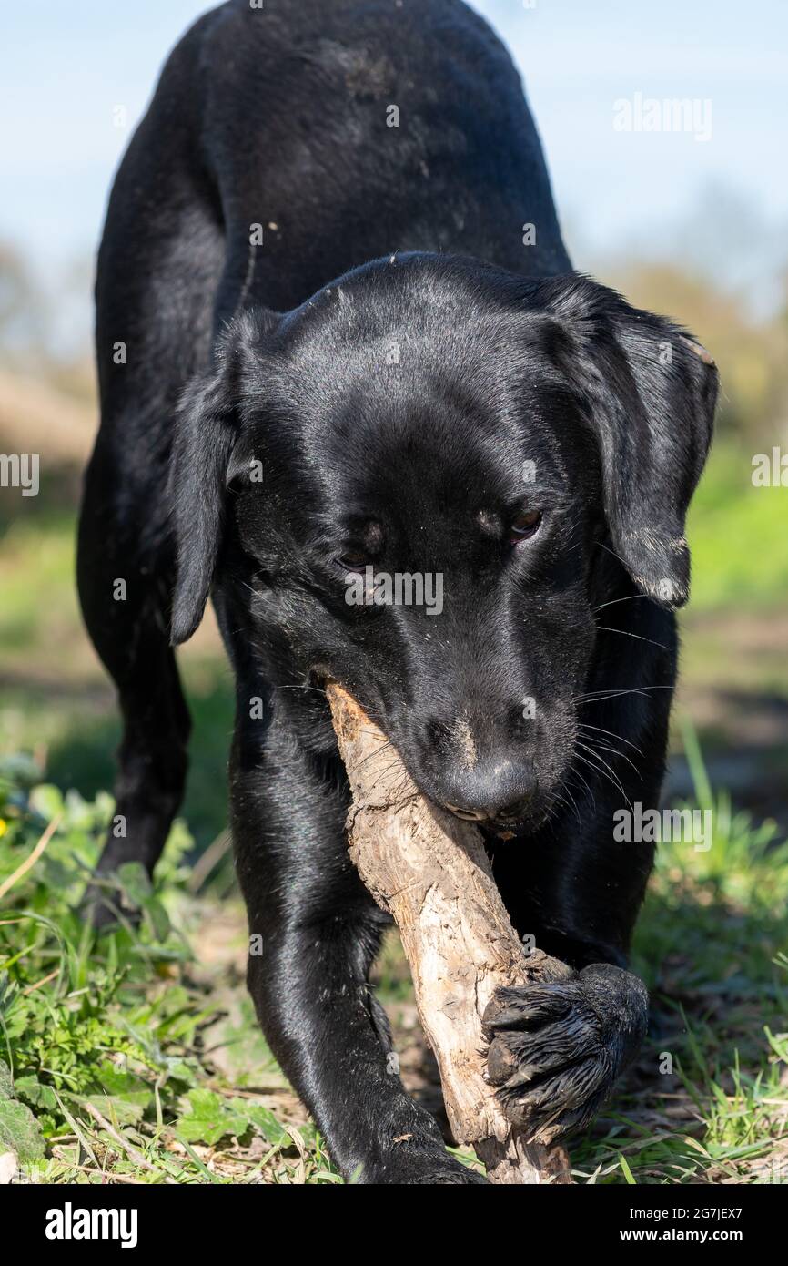 Portrait of a black Labrador puppy playing with a stick Stock Photo - Alamy