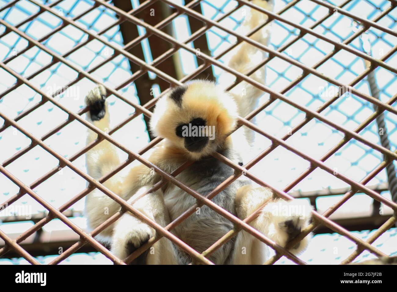 8 eye animal hi-res stock photography and images - Alamy