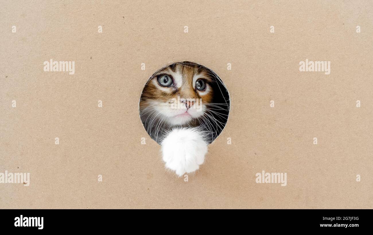 Striped Grey Kitten Getting out From Hole in a Cardboard Box. Cat ...