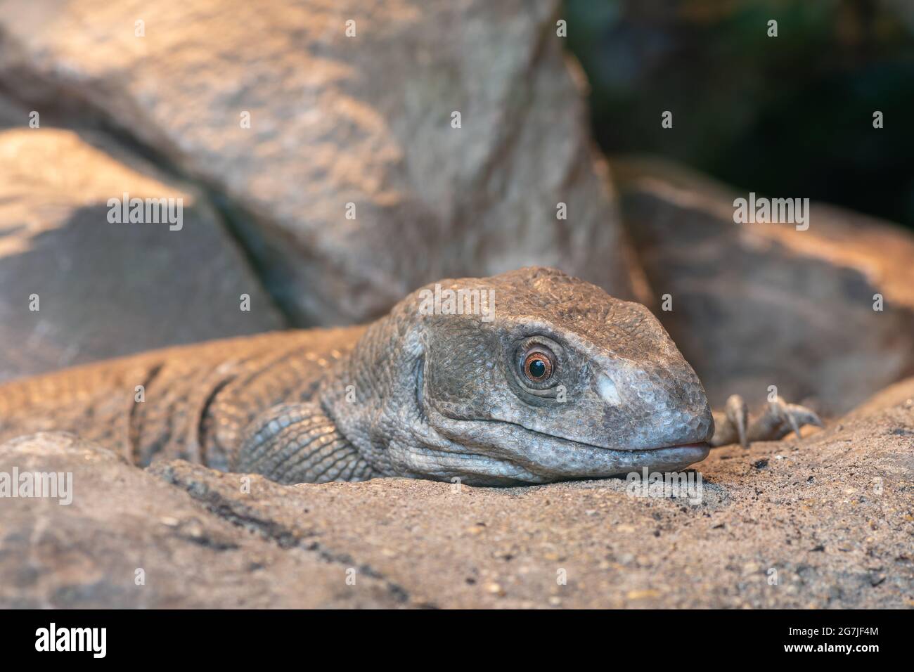 African savannah monitor varanus exanthematicus hi-res stock ...
