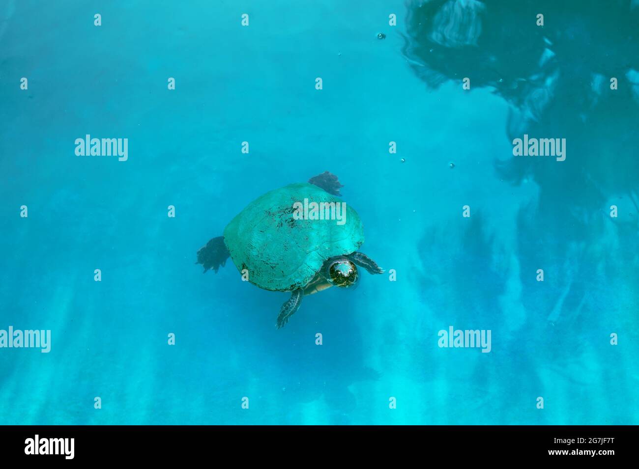 Cute baby sea turtle swimming hi-res stock photography and images - Alamy